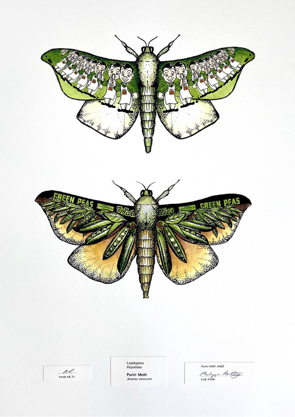 Puriri Moth (m&f) | Philippa Bentley - Turua Gallery